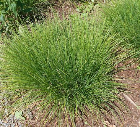 How To Grow And Care For Autumn Moor Grass