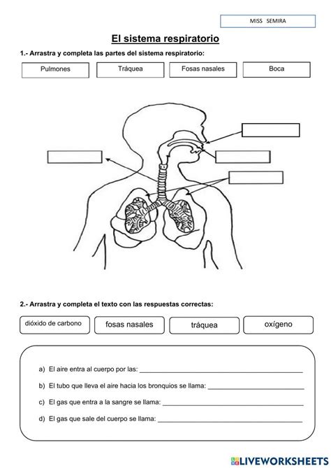 El Sistema Respiratorio Interactive Activity Interactive Activities