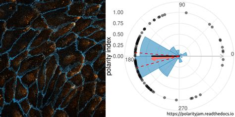 Polarity JaM Helmholtz Imaging De