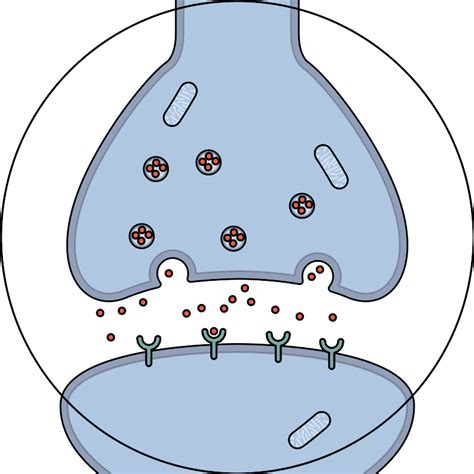 Synapse Structure Zoom Figure Science Figures Synapse Structure Zoom Figure Science Figures