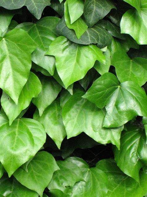 ivy, climbing plant... 2 Free Photo Download | FreeImages