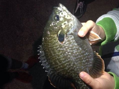Bluegill Hybrid What Is It Bloodydecks