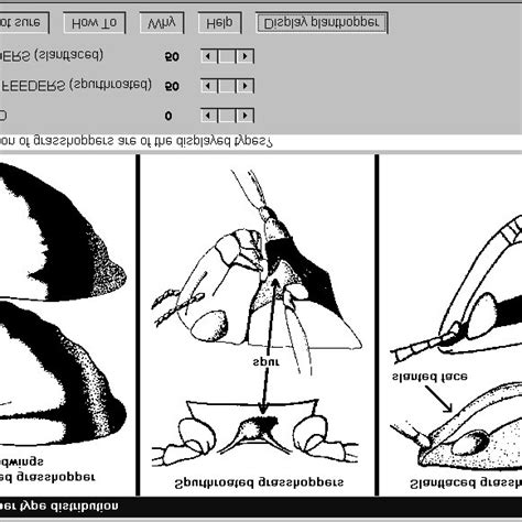 Interface Window For Determining The Observed Grasshopper Type Download Scientific Diagram