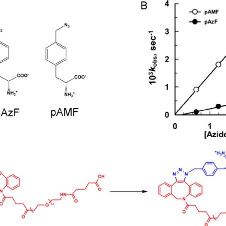 Strain Promoted Azide − Alkyne Cycloaddition Spaac Reaction Kinetics