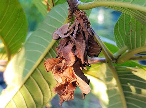 Case Moths Variety Of Cocoons Ausemade