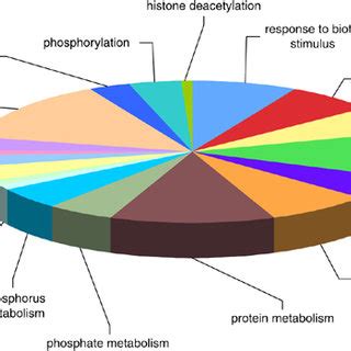 Gene Ontology Chart Clustering Analysis Was Performed On Genes Download Scientific Diagram