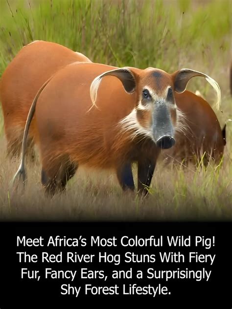 The Red River Hog Potamochoerus Porcus Is One Of Africas Most