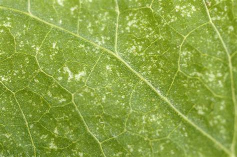 How To Detect And Control Spider Mites Gardeners Path