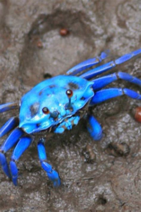 Blue Crab In Ocean