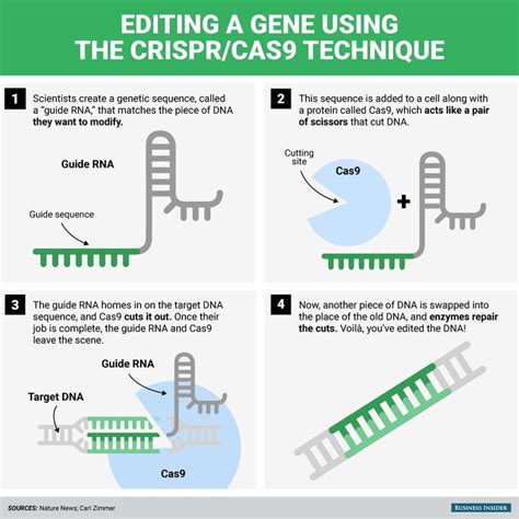 What Is Crispr Gene Editing And How Does It Work Matching Crispr To