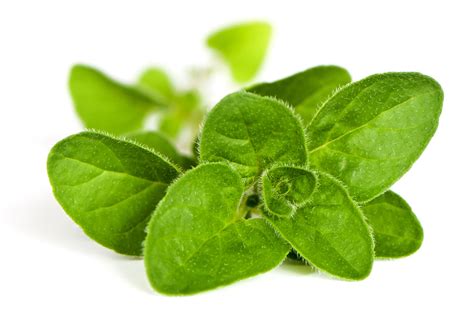 Selected Phytogenic Blend As Alternative For Agps Poultry World