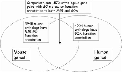 Rat Genome Database Semantic Scholar