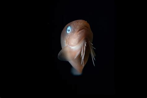 Salmon Snailfish Animals Monterey Bay Aquarium