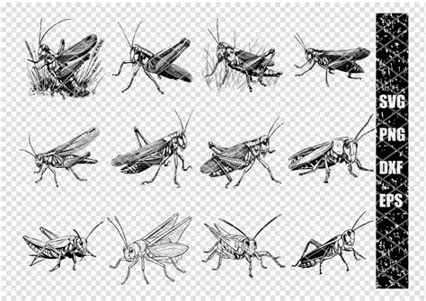 Grasshopper Svg Grasshopper Svg Files For Cricut Grasshopper Clipart
