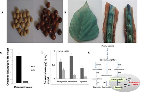 Vanillin Assay And Hplc Analysis Of Hctw And Lctw Plant A Low