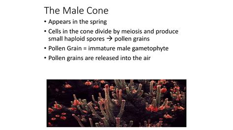 Non Flowering Plants Life Cycle Pptx