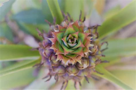All About The Sugarloaf Pineapple Minneopa Orchards