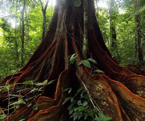 Brazilian Rosewood In Costa Rica National Forest Conservation And Social