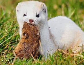 Heimische Tiere: Wiesel