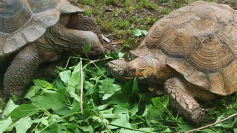 Two Big Old Turtles Eat Green Leaves In Grass At Stock Footage Video Of Slow Green 321387612