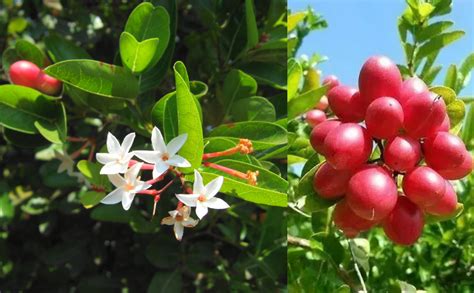 Eroanvia Live Karmocha Plant Hybrid Karonda Koromcha Karonta Fruit Tree