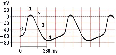 Topic Action Potentials Of Heart Cells 12 Lead Ecg Course Acls Certification Association