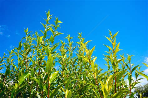 柳枝绿叶映衬蓝天高清图片下载 正版图片507248057 摄图网