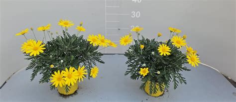 Euryops Pectinatus Apulia Plants