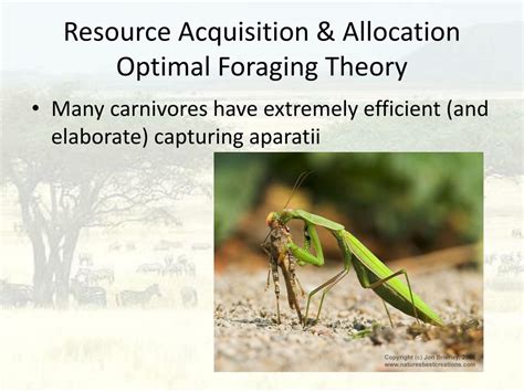Ppt Resource Acquisition And Allocation Optimal Foraging Theory Powerpoint Presentation Id1096927