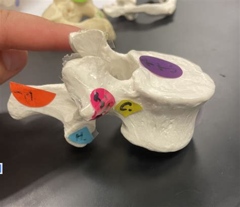 Other Side Of Single Vertebrae Diagram Quizlet