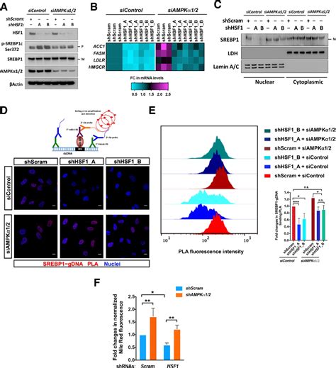 Figure 4 From Heat Shock Factor 1 Is A Direct Antagonist Of Amp Activated Protein Kinase