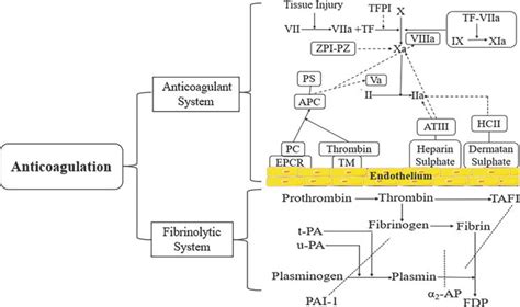 Anticoagulants And Hypercoagulability Intechopen