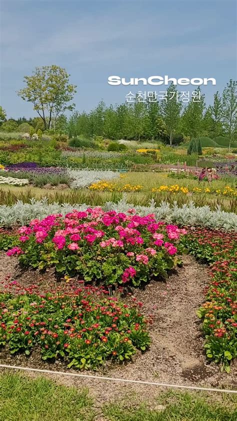 꿈채움 정원🌼가든 더블루 남자가 꾸미는 14년차 꿈채움정원 가드닝~👨‍🌾 요즘 꿈채움 정원에는🎶 여기저기 꽃 소식으로 가득가득‼️ 1 하얀색 꽃잔디 2 노란 수선화