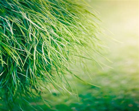 Wallpaper Green Grass Dew Sunshine Hazy 2560x1440 Qhd Picture Image