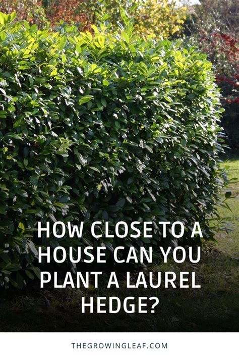 How To Plant A Safe Laurel Hedge Near Your Home