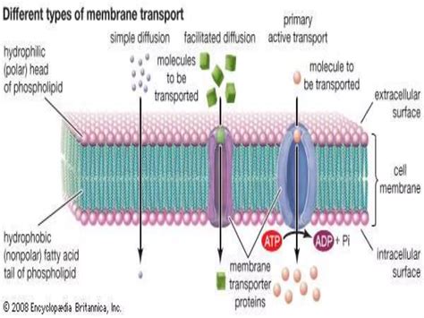 Membrane Transportpassive Mediated Pptx