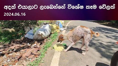 අසනීප බව් රාල ලා කිහිප දෙනෙක්ට ම ප්‍රතිකාර කරන අතරේ මේ අහිංසකයන්ගේ