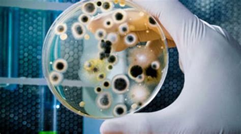 Cellular Microscopic Biology HowStuffWorks