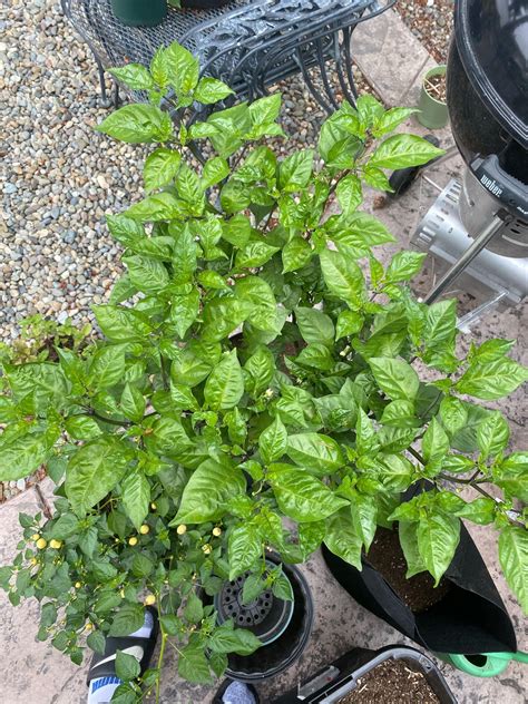 Is This Nutrient Lockout Rplantclinic