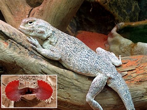 Z Out Of Stock Wc Toad Headed Agama Phrynocephalus Mysta