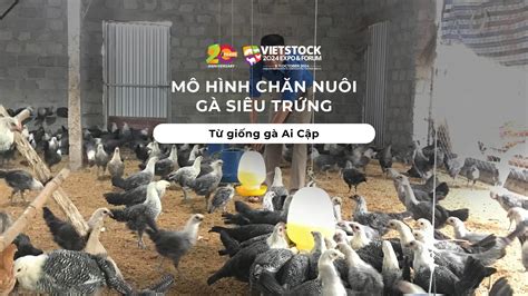 Mô Hình Chăn Nuôi Gà Siêu Trứng Từ Giống Gà Ai Cập Vietstock Expo And