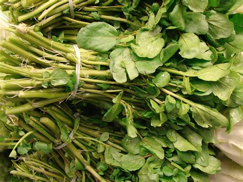 Guia Completo Para Cultivar Agrião Em Casa Cuidados Semeadura E Colheita