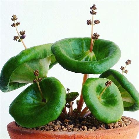 Rare Indoor Plants Europe At Louise Mcmakin Blog