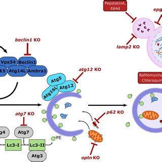 Overview Of The Core Proteins Involved In The Autophagy Pathway And Its