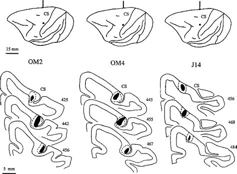 Figure 2 From The Origin Of Thalamic Inputs To The Hand