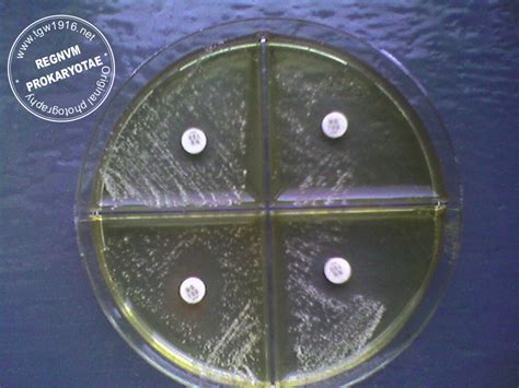 Regnum Prokaryotae Antibiogram Regnum Prokaryotae Antibiogram