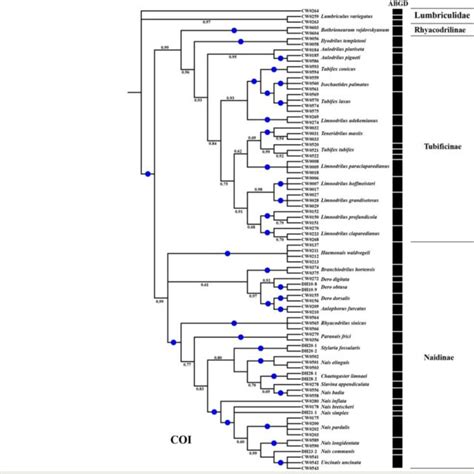 Phylogenetic Tree Of The Coi Gene Based On Neighbour Joining Analysis