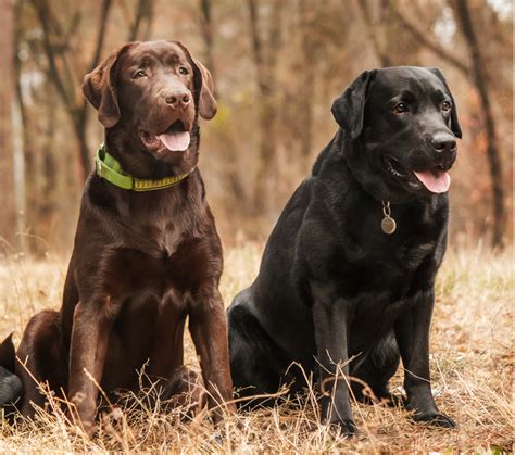 Labrador Retriever Puppies For Sale Near Me Adopt A Labrador Retriever