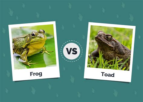 Frog Vs Toad Vet Reviewed Differences With Pictures Hepper