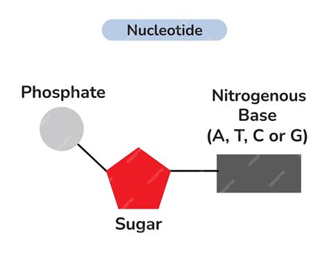 Premium Vector The Structure Of Dna Nucleotide